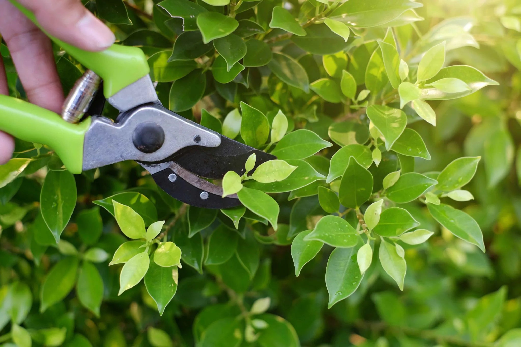 Manutenzione di Orto e Giardino – Genialcap